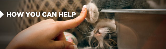 How Can You Help? – Foster and Forever Pet Rescue